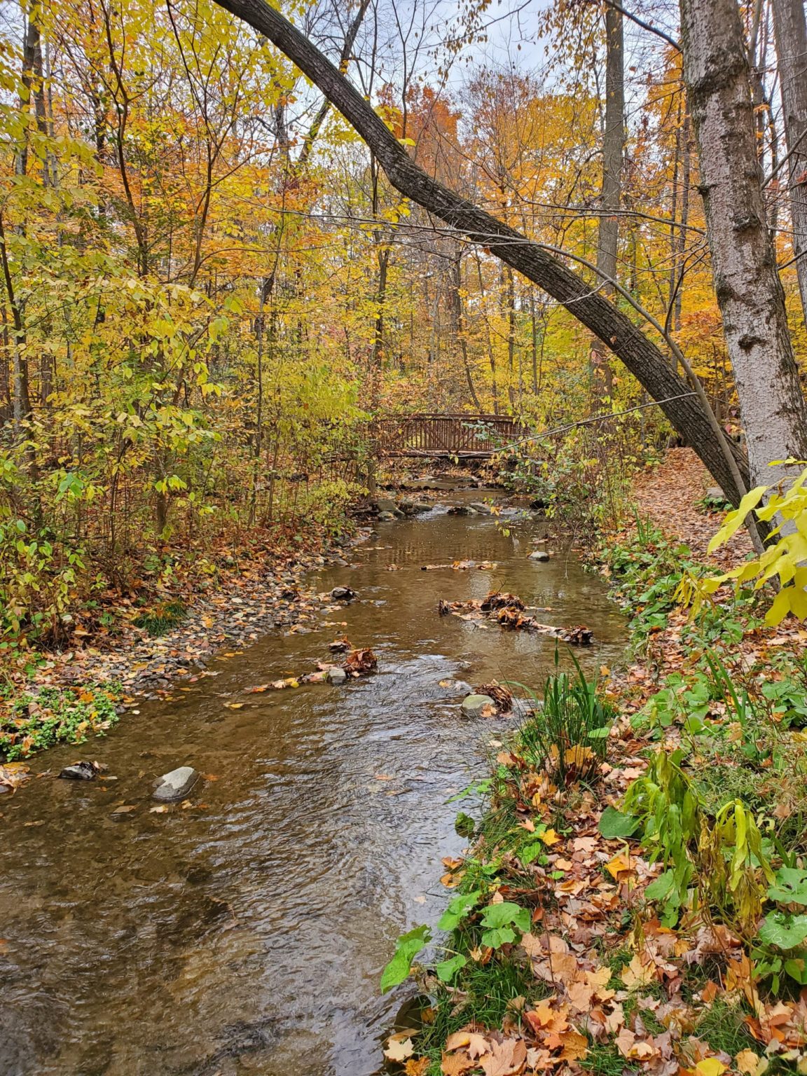 6 Epic Spots in Waterloo Region for Leaf Peeping Season - Explore ...
