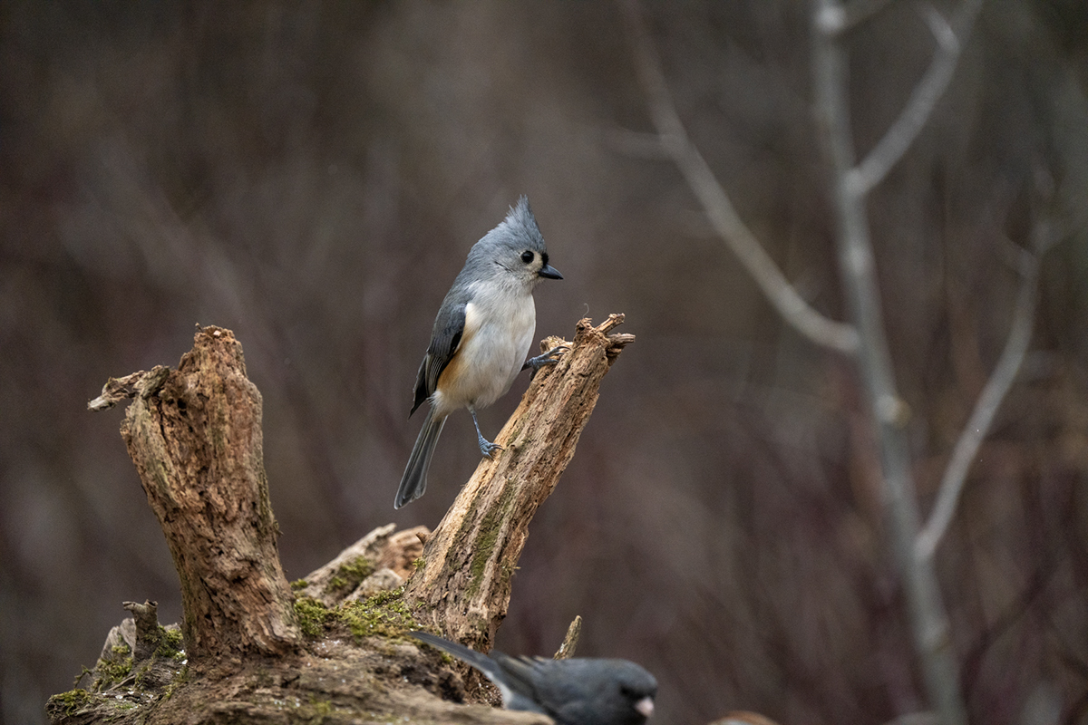 Winter Birding in Waterloo Region: Where to Find our Feathered ...