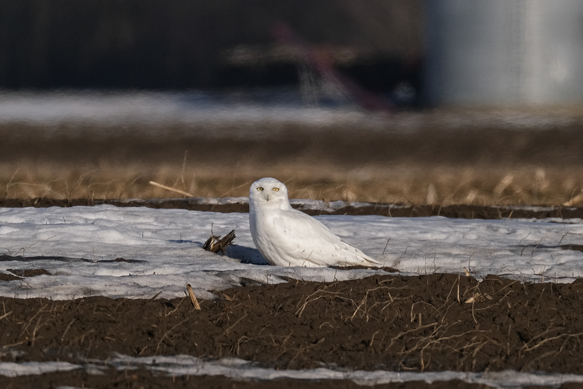 Winter Birding in Waterloo Region: Where to Find our Feathered ...