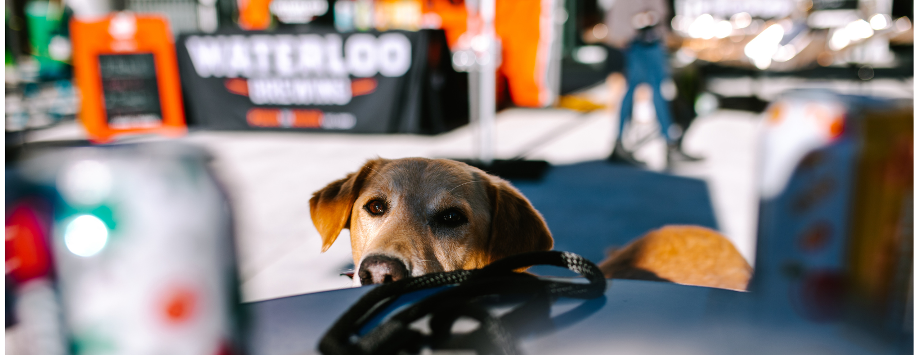 Dog Friendly KW - Explore Waterloo Region