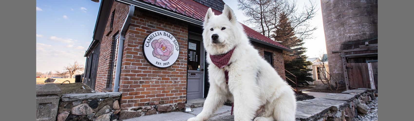 Visit Waterloo Region with Your Dog: Itineraries for Every Pup ...